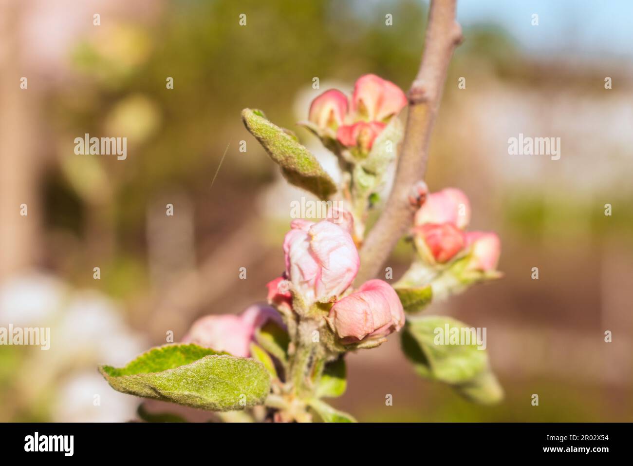 Blooming apple tree with buds. Springtime background. Flowers of apple ...