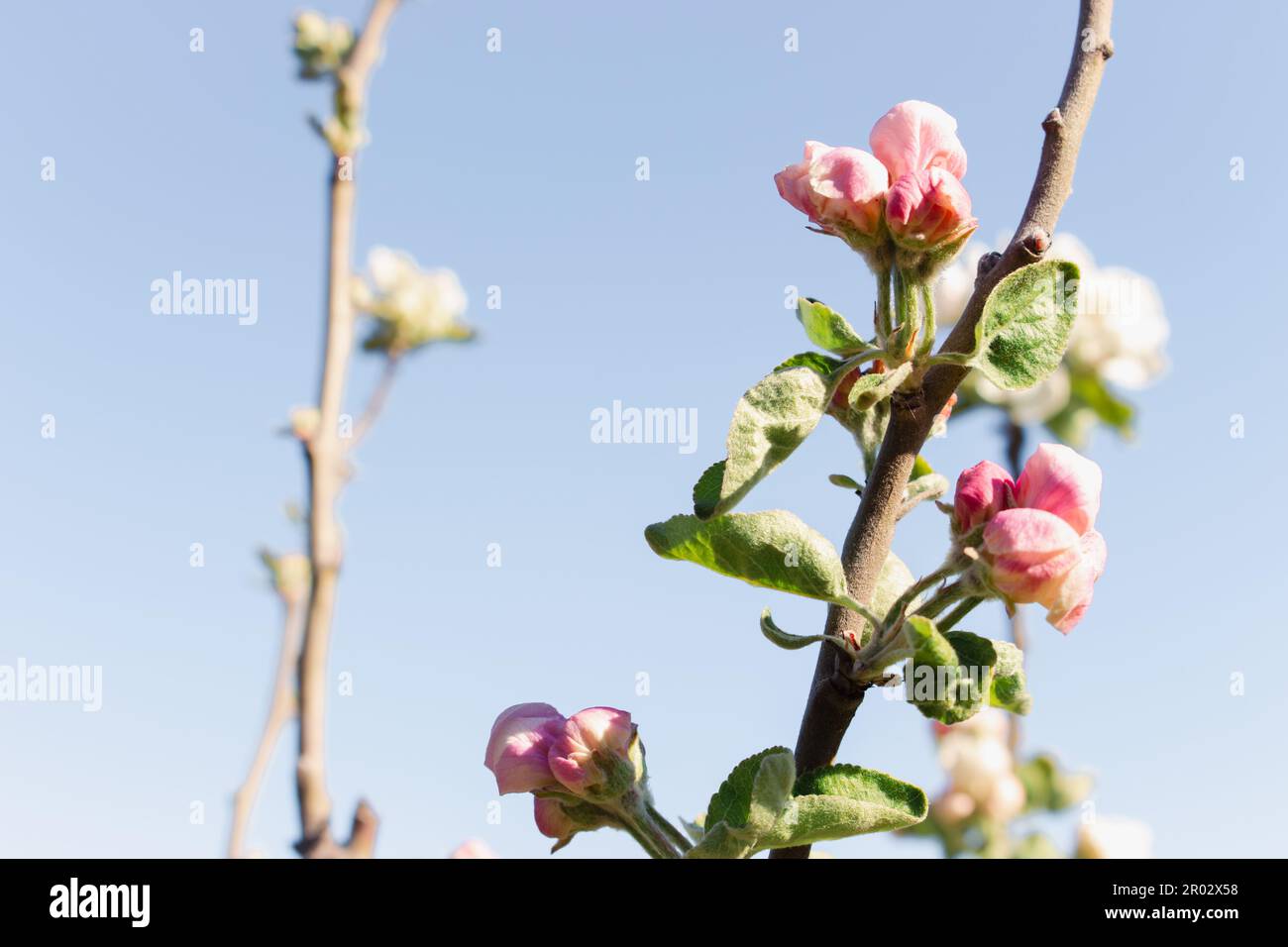 Blooming apple tree with buds. Springtime background. Flowers of apple ...