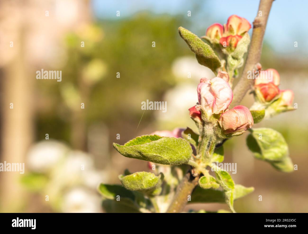 Blooming apple tree with buds. Springtime background. Flowers of apple ...