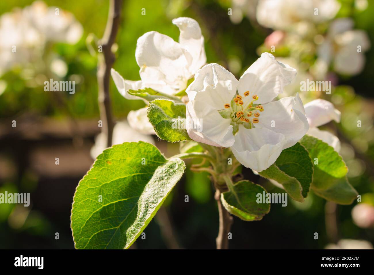 Blooming apple tree with buds. Springtime background. Flowers of apple ...