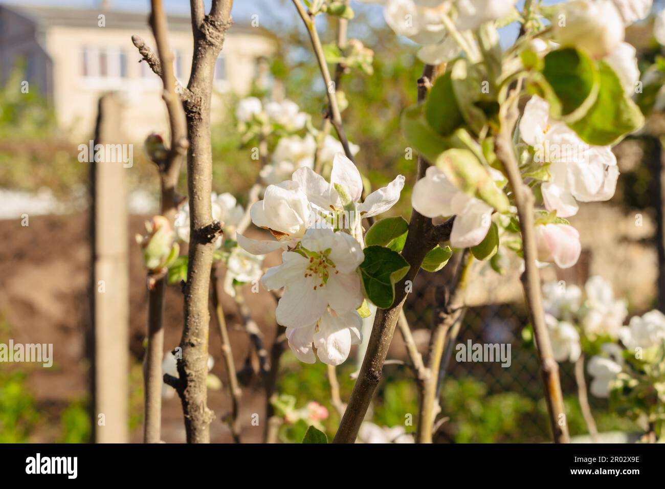 Blooming apple tree with buds. Springtime background. Flowers of apple ...