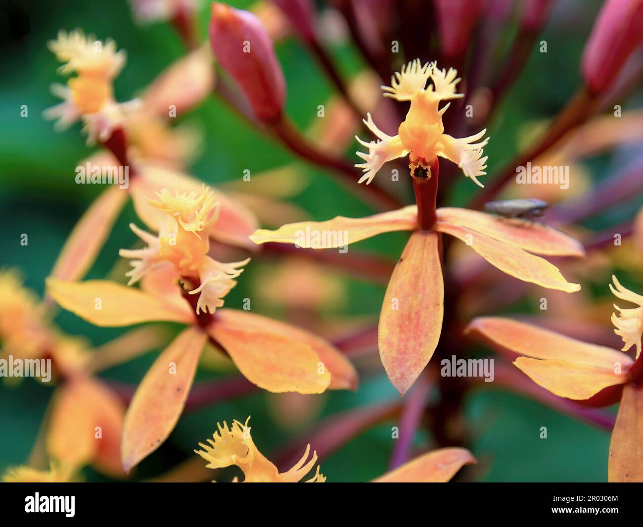 Macro photography of exotic and beautiful fire-star orchid flowers ...