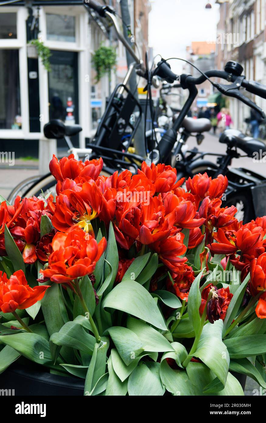 Traditional Amsterdam scene with bicycle and flowers Stock Photo - Alamy