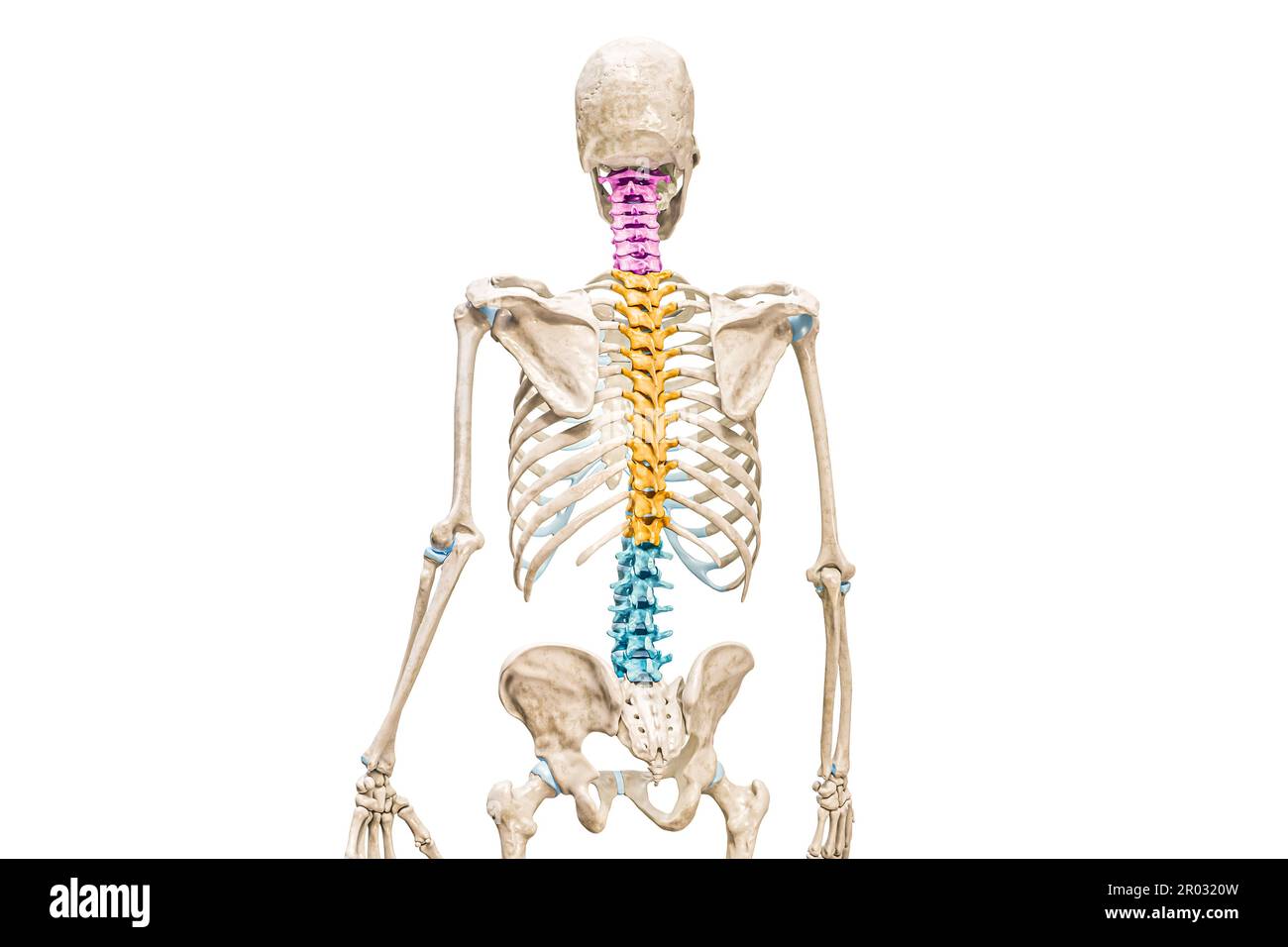Cervical Thoracic And Lumbar Vertebrae In Color Back View 3d Rendering Illustration Isolated On