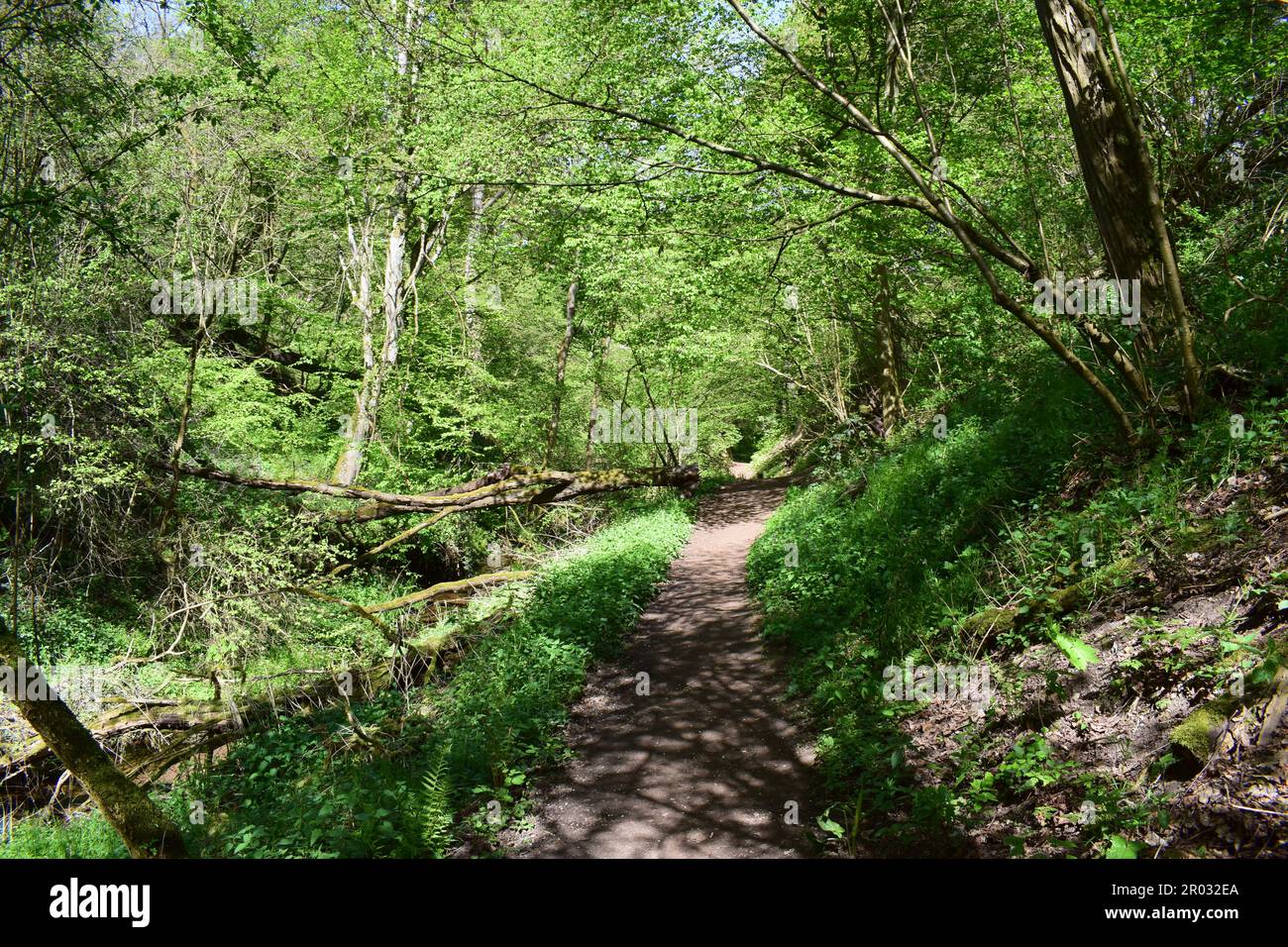 Trail with a Fallen tree Stock Photo - Alamy