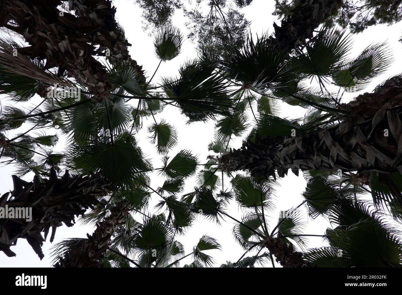 Silhouettes of palm trees view from bottom up view Stock Photo - Alamy