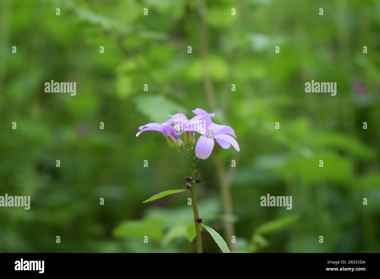 purple forest flower Stock Photo - Alamy