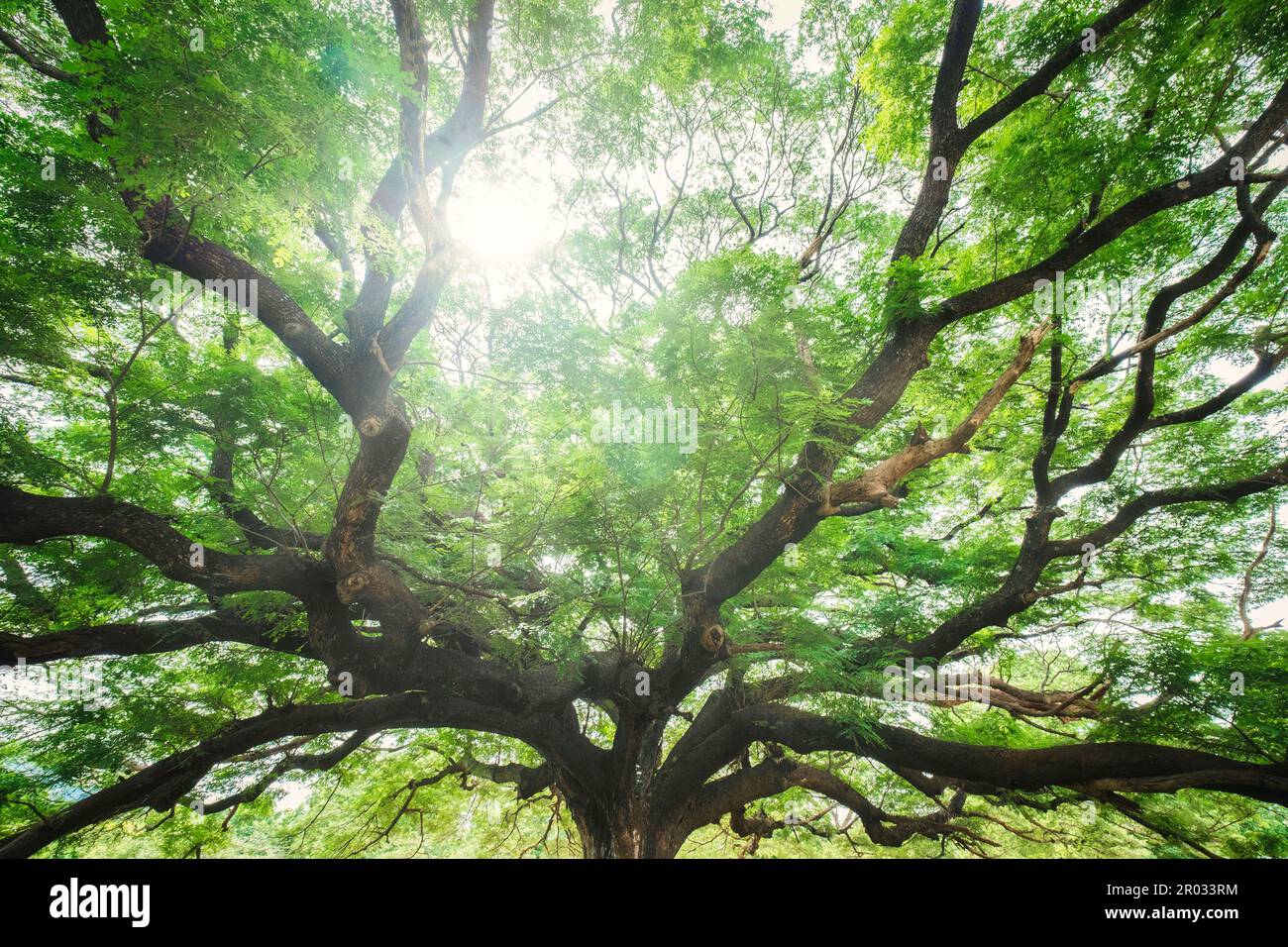 Giant Monky Pod Tree or Rain Tree with spread the branches shady and ...