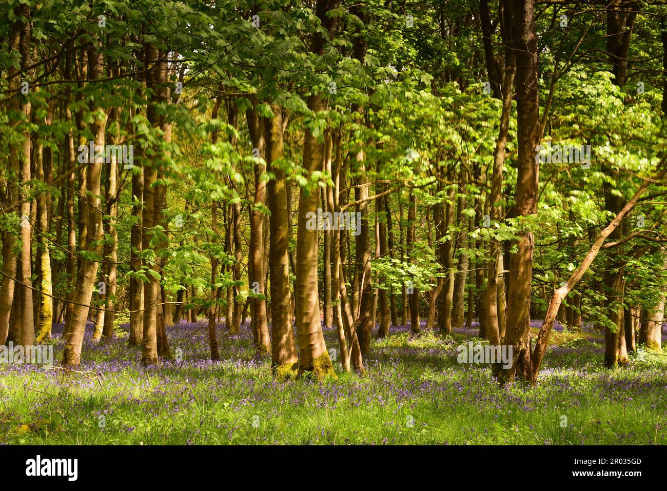 Bluebell Wood at Ashridge Estate, England Stock Photo - Alamy