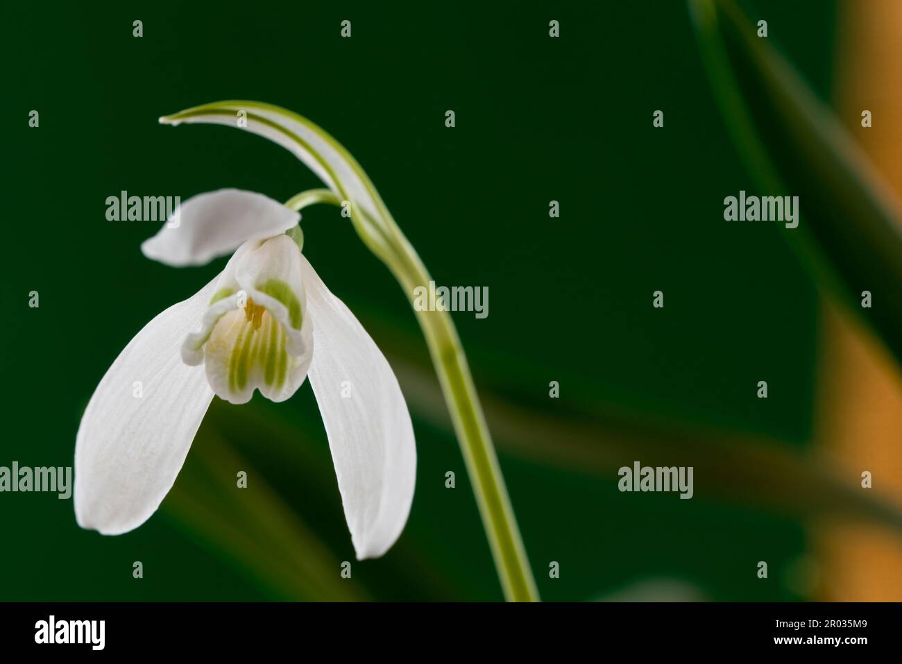 Galanthus nivalis elwesii hi-res stock photography and images - Alamy