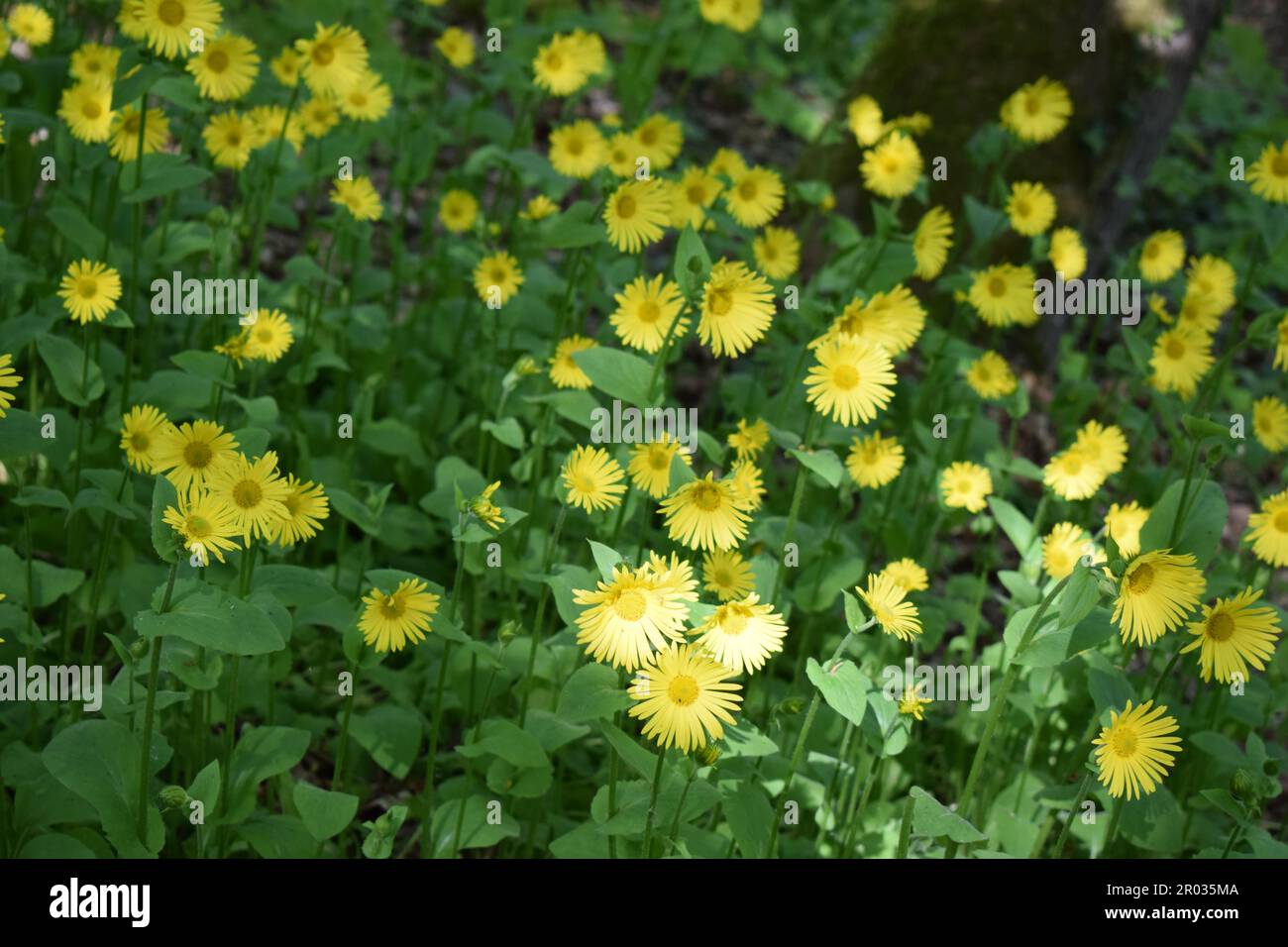 The forest daisy tree hi-res stock photography and images - Alamy