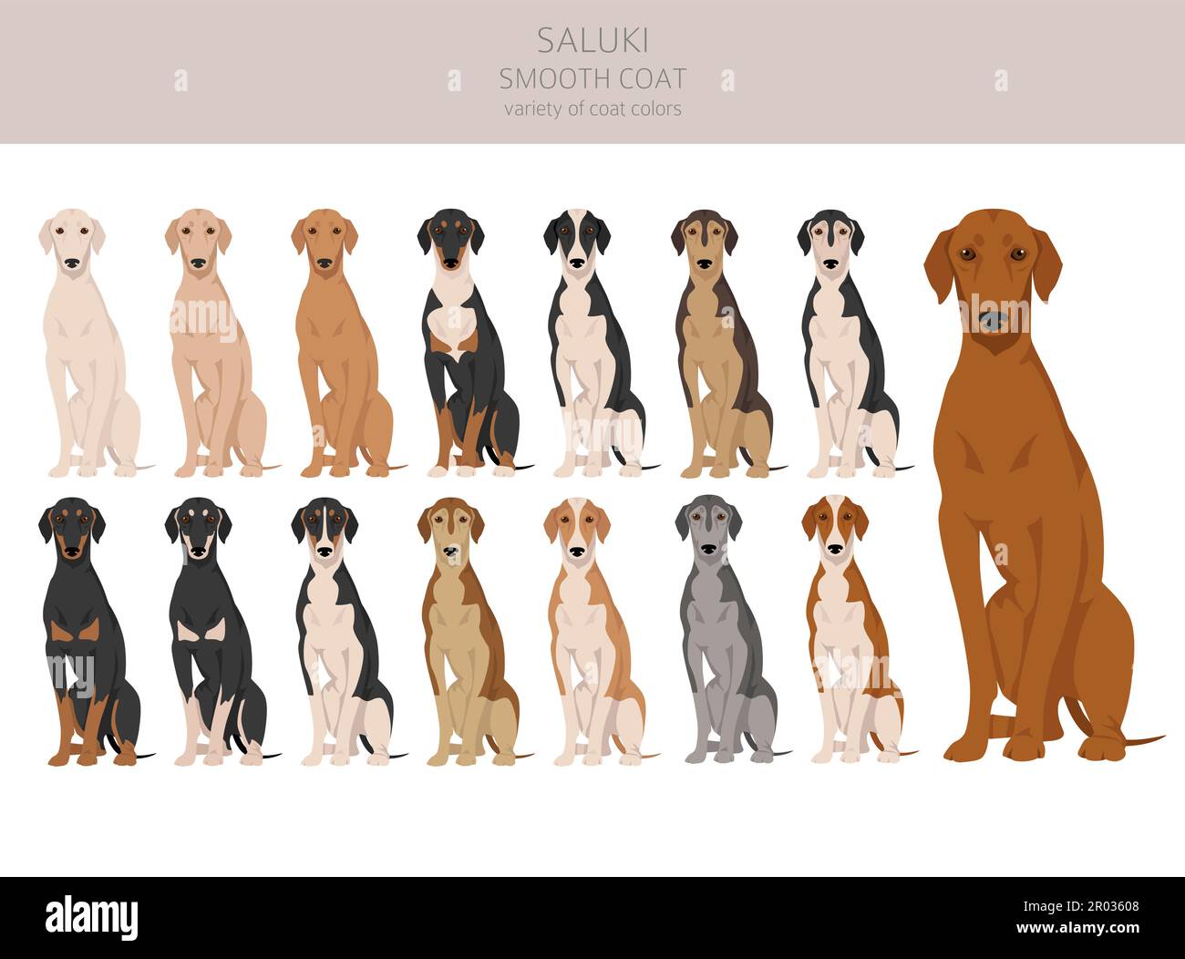 Saluki smooth coated clipart. Different poses, coat colors set. Vector illustration Stock Vector ...