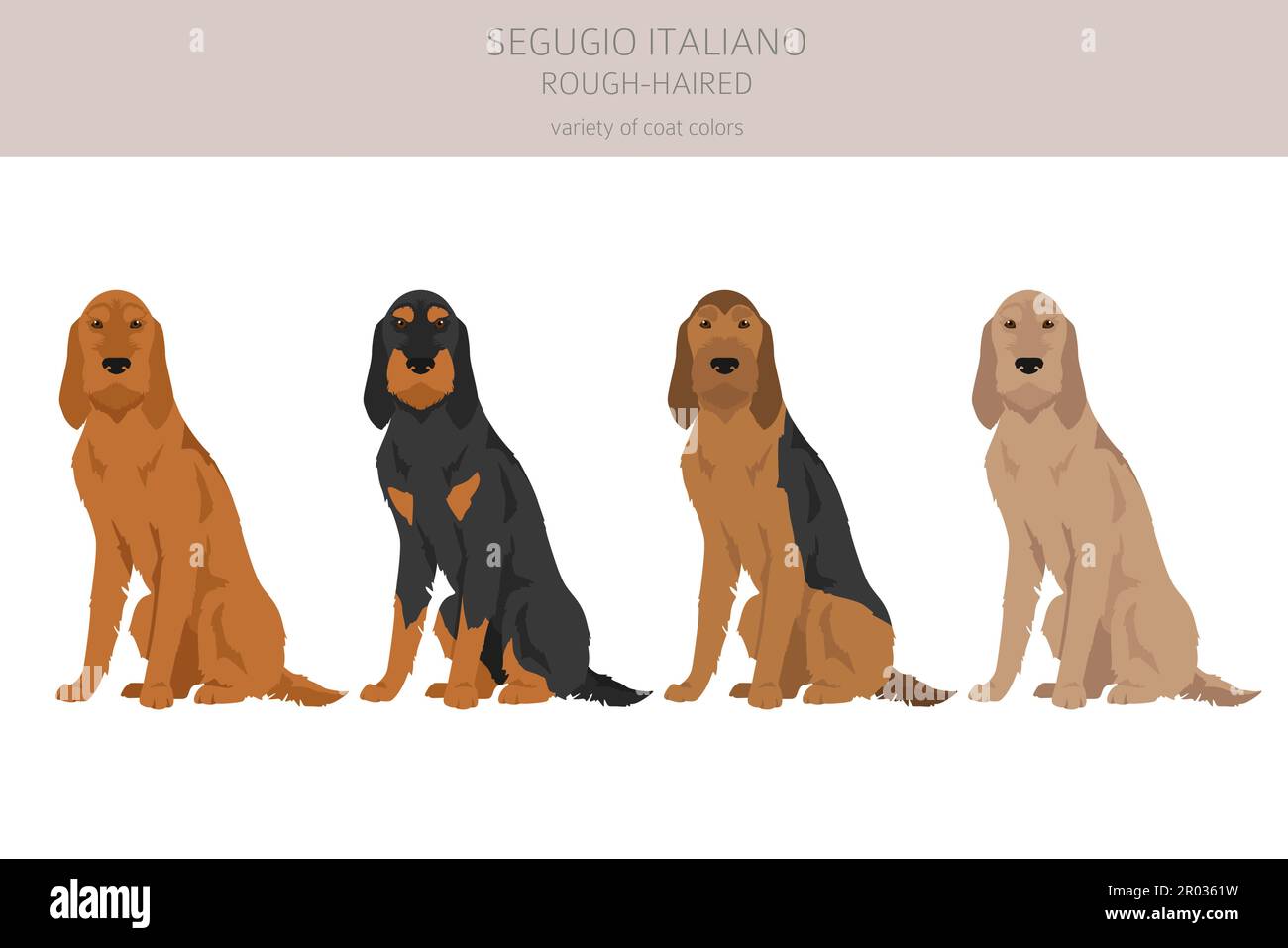 Segugio Italiano rough haired clipart. Different poses, coat colors set ...