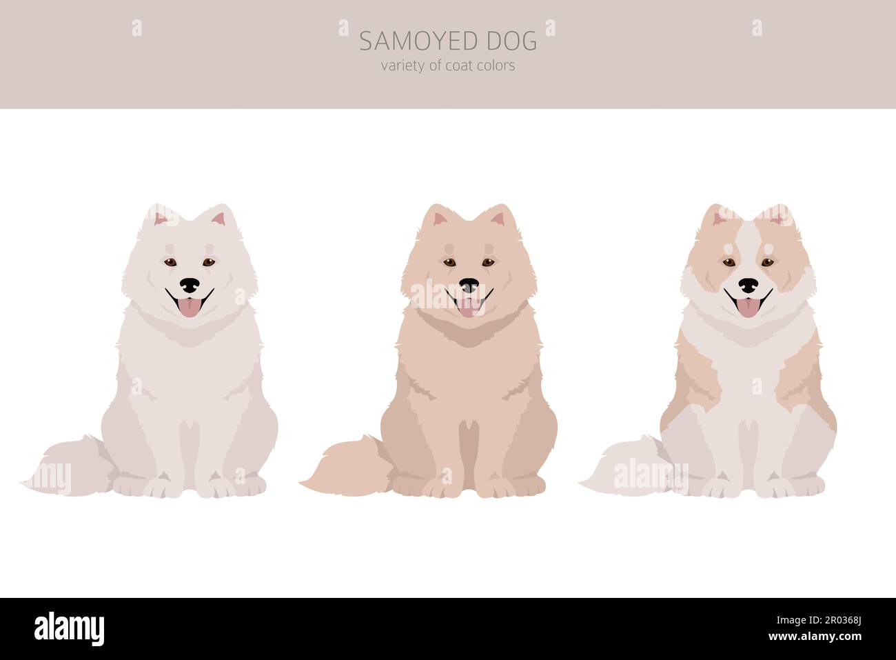 Samoyed dog clipart. Different poses, coat colors set. Vector ...