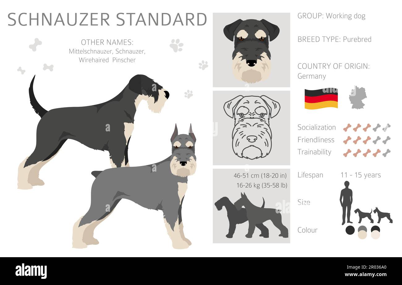 Schnauzer Size Chart Sale Here | dev.rewasoft.net:2048