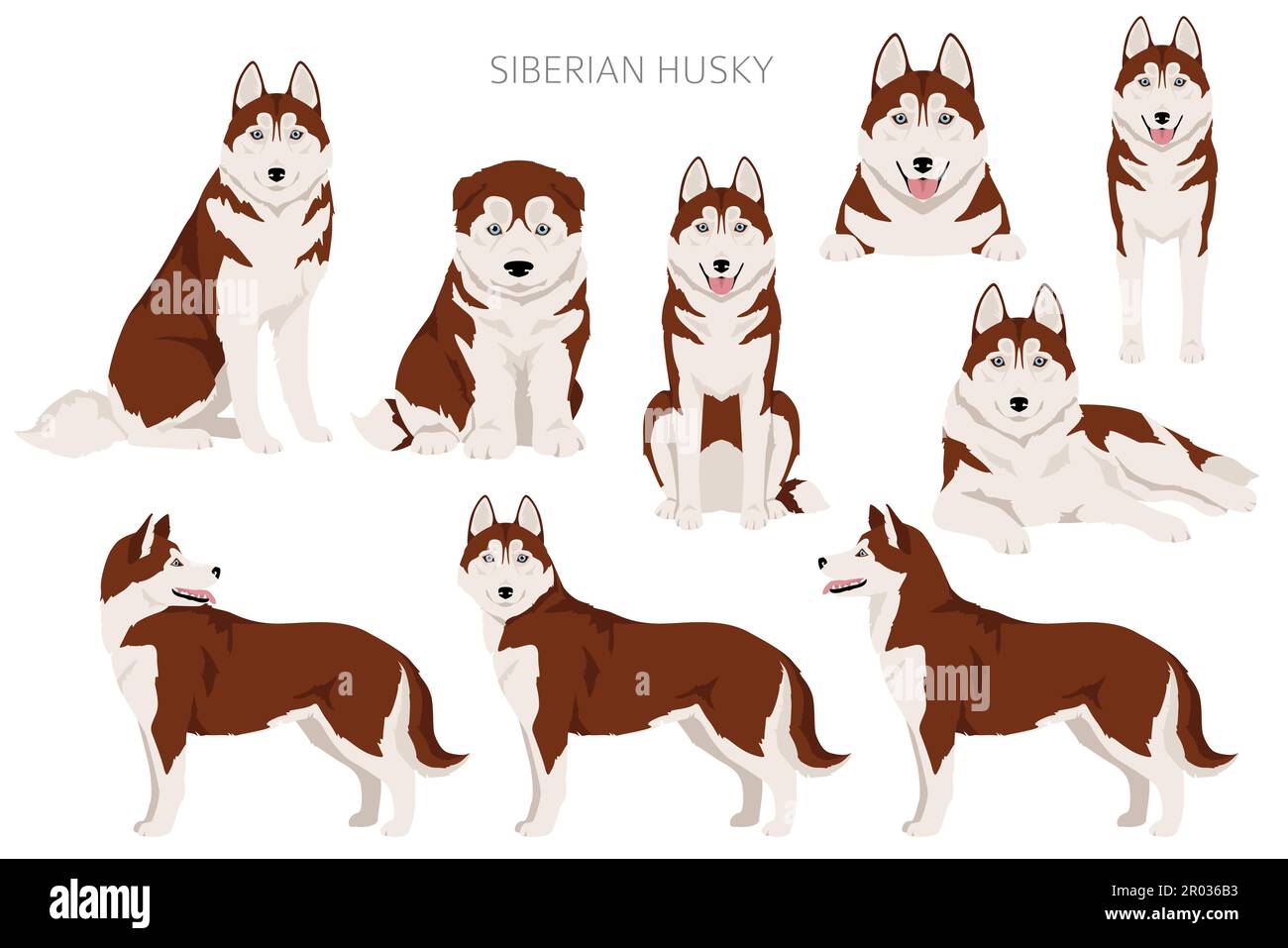 Siberian Husky clipart. All coat colors set. All dog breeds ...