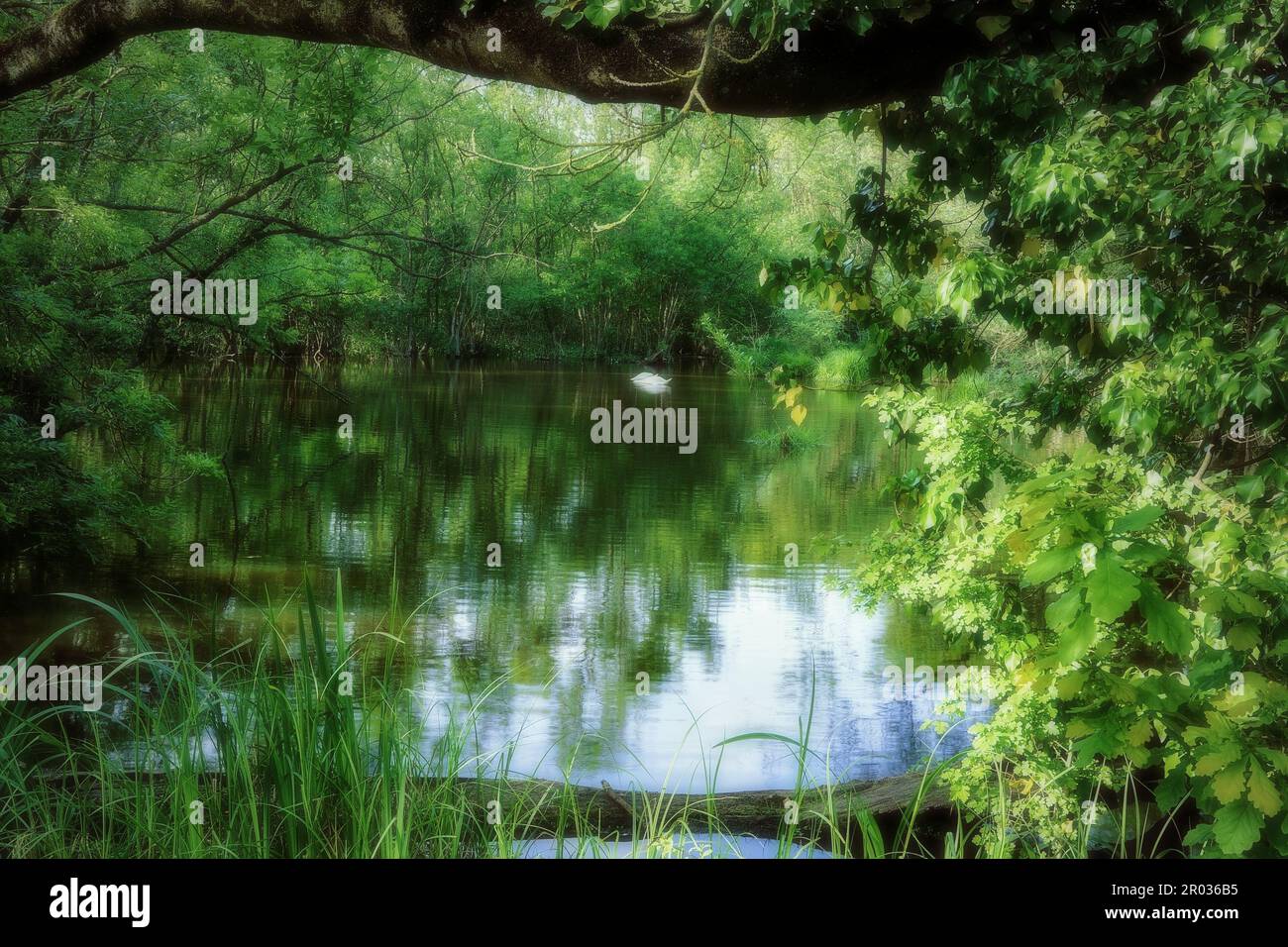 Oasis of Punte Alberete - freshwater wetland stretching for about 190 ...