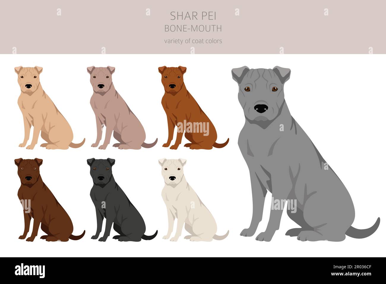 Shar Pei bone mouth clipart. Different poses, coat colors set. Vector ...