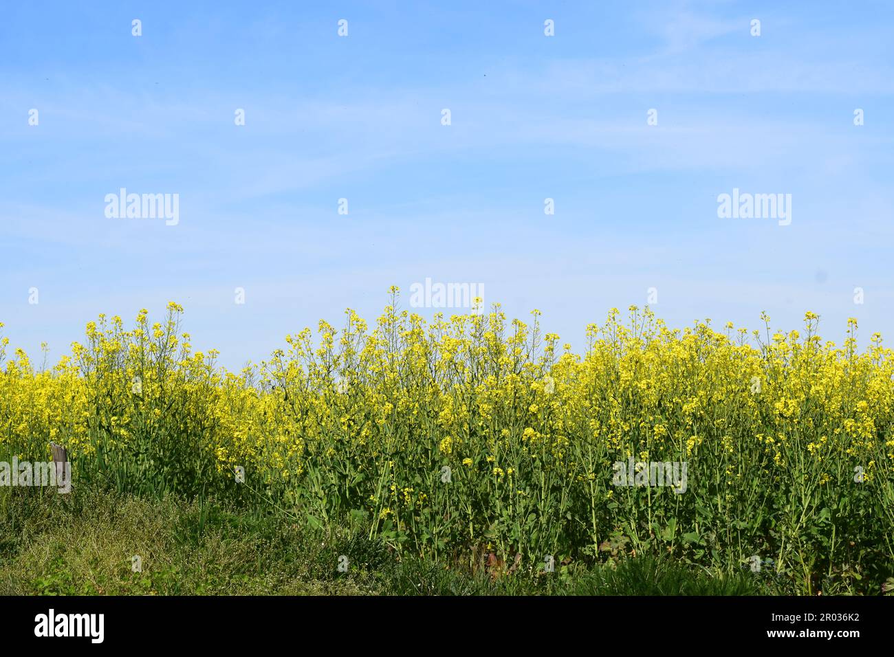 Yellow Blooming fields Stock Photo - Alamy