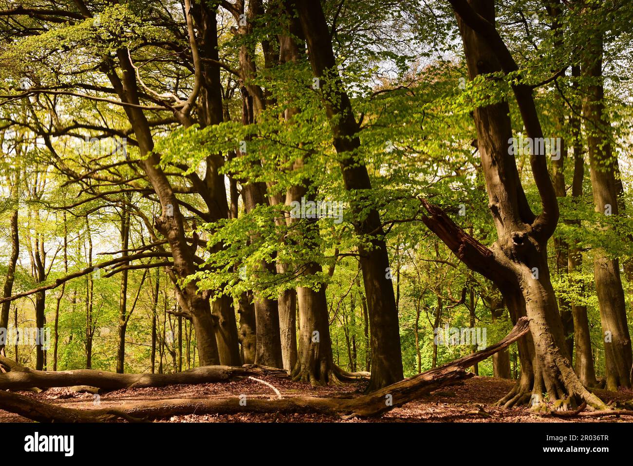 Ashridge england hi-res stock photography and images - Alamy