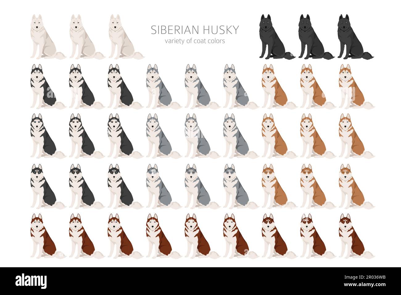 Siberian Husky clipart. All coat colors set. All dog breeds ...