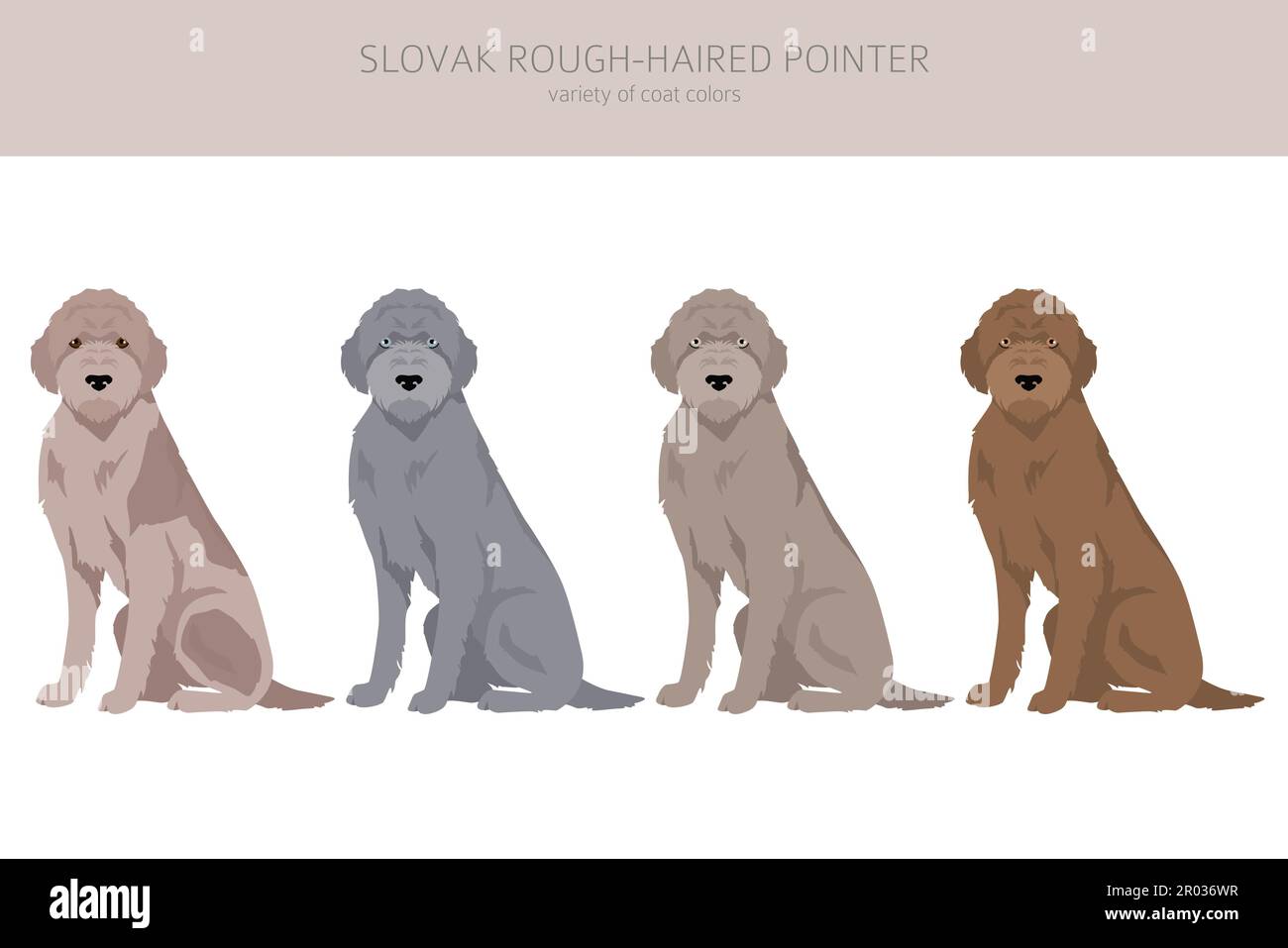 Slovak rough haired pointer coat colors, different poses clipart ...