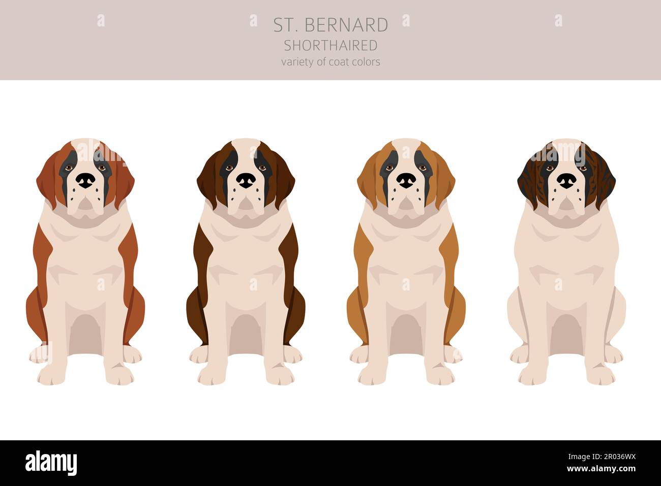 St Bernard shorthaired coat colors, different poses clipart. Vector ...