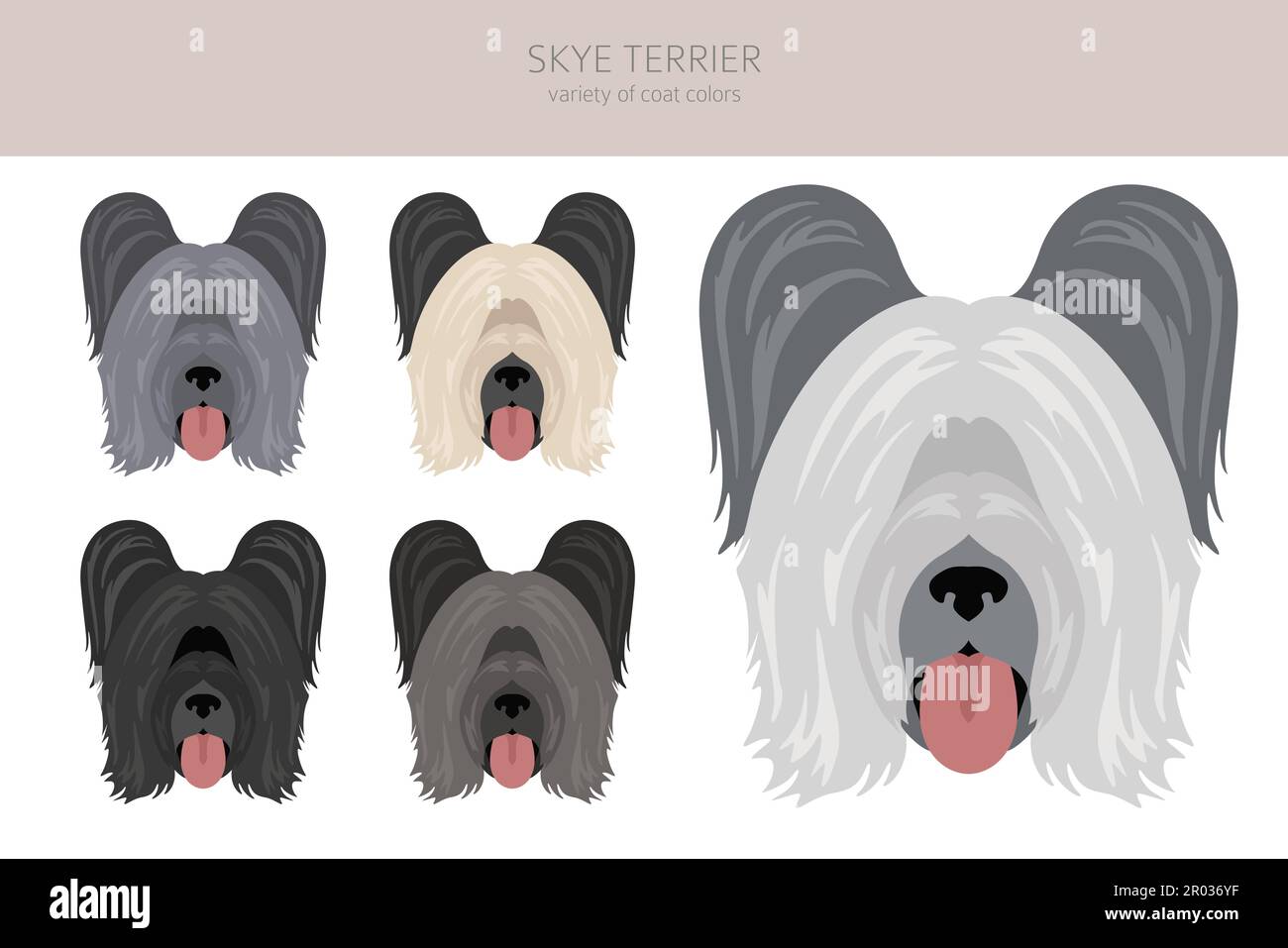 Skye terrier coat colors, different poses clipart. Vector illustration ...