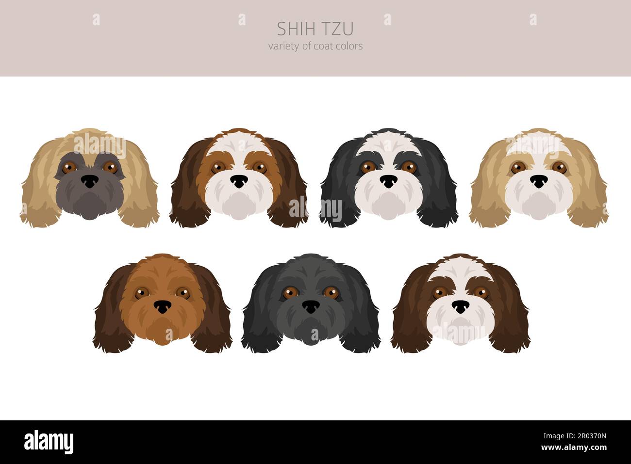 Shih Tzu poses, coat colors set. Vector illustration Stock Vector Image ...