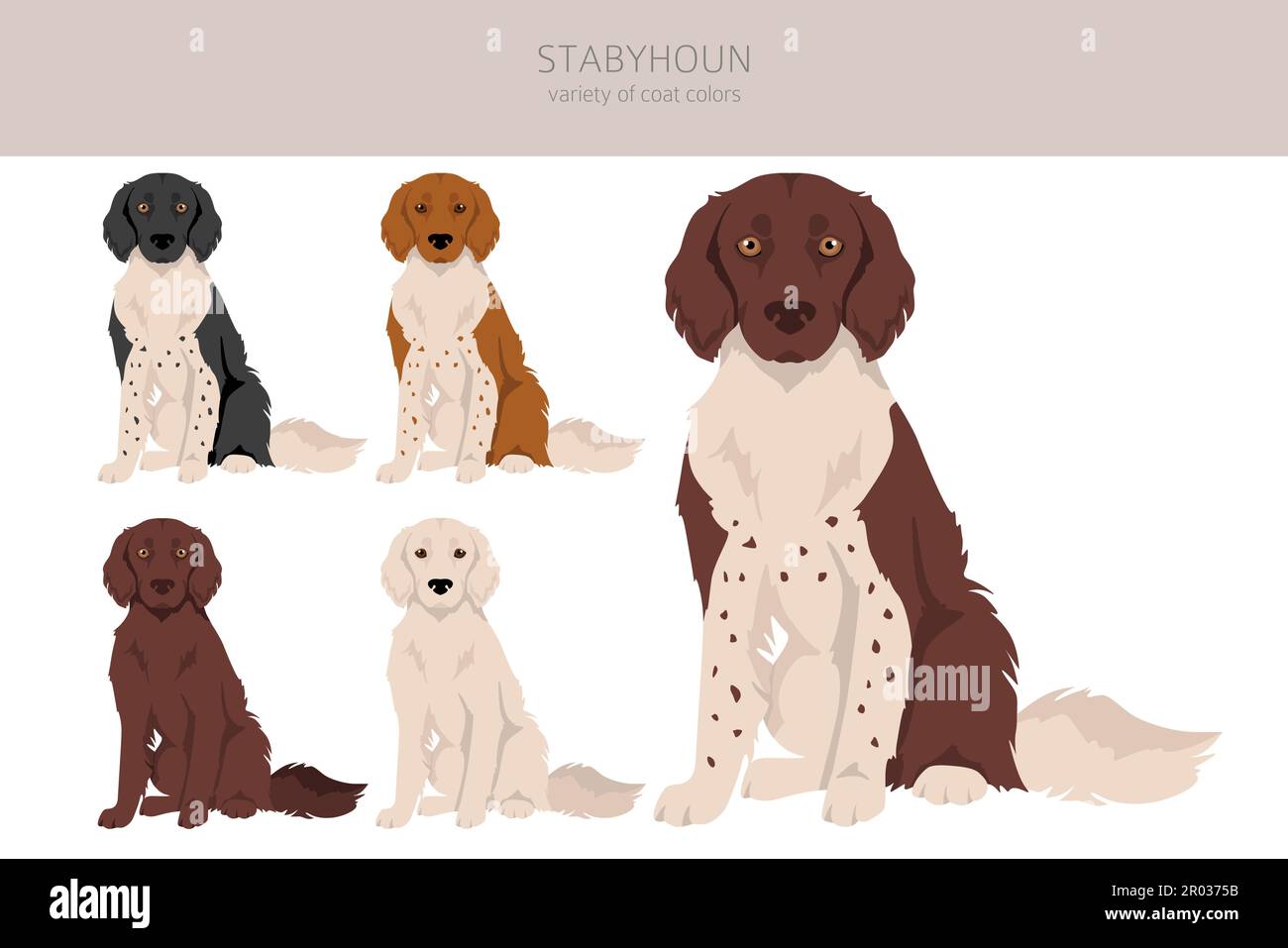 Stabyhoun coat colors, different poses clipart. Vector illustration ...