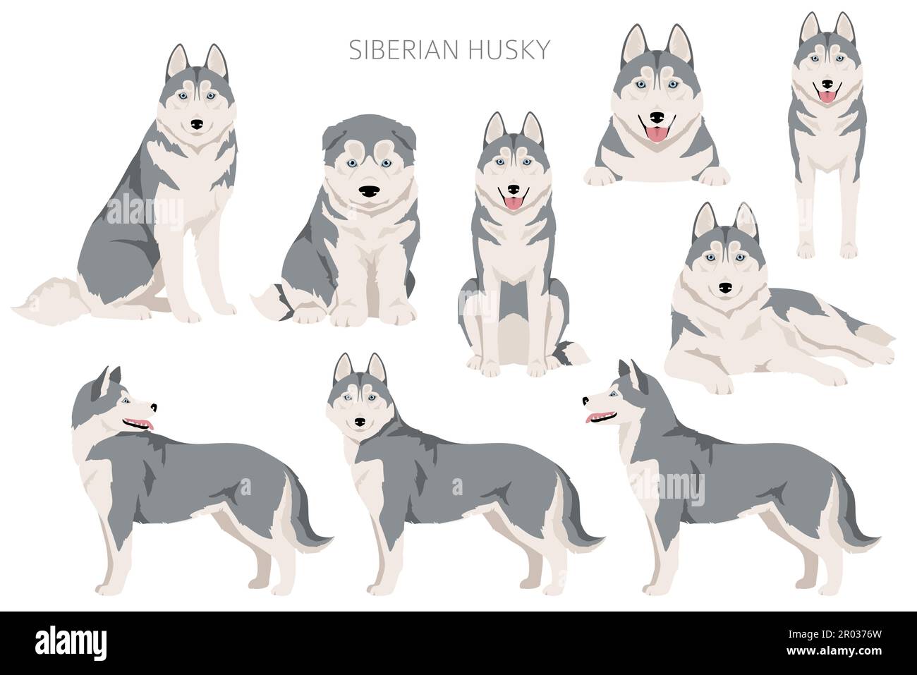 Siberian Husky clipart. All coat colors set. All dog breeds ...