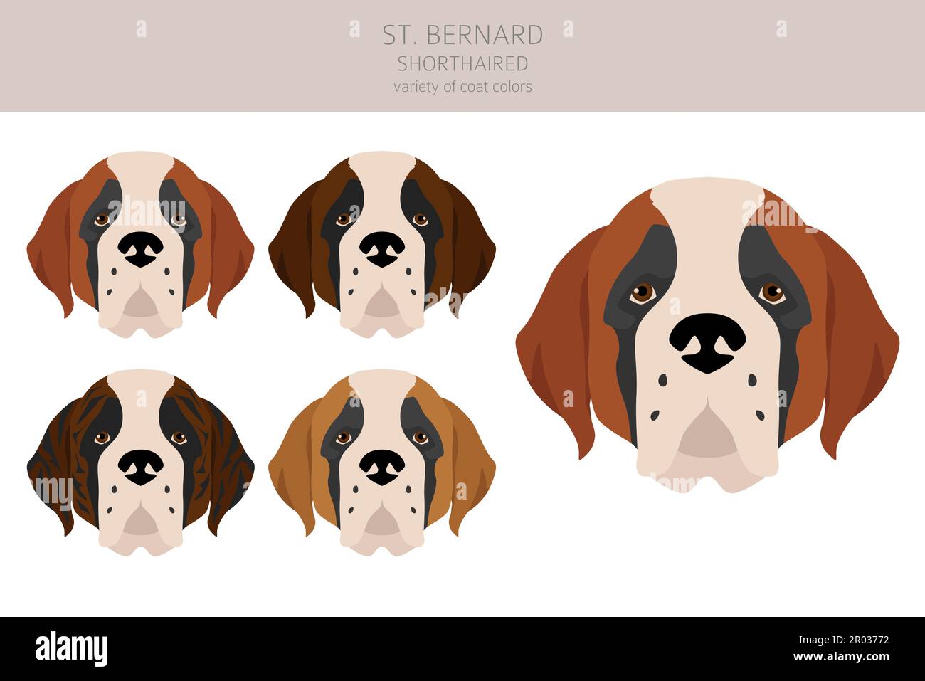 St Bernard shorthaired coat colors, different poses clipart. Vector ...