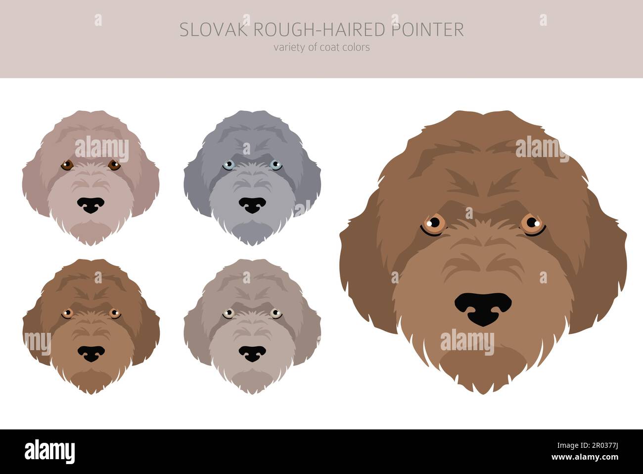 Slovakian pointer Stock Vector Images - Alamy