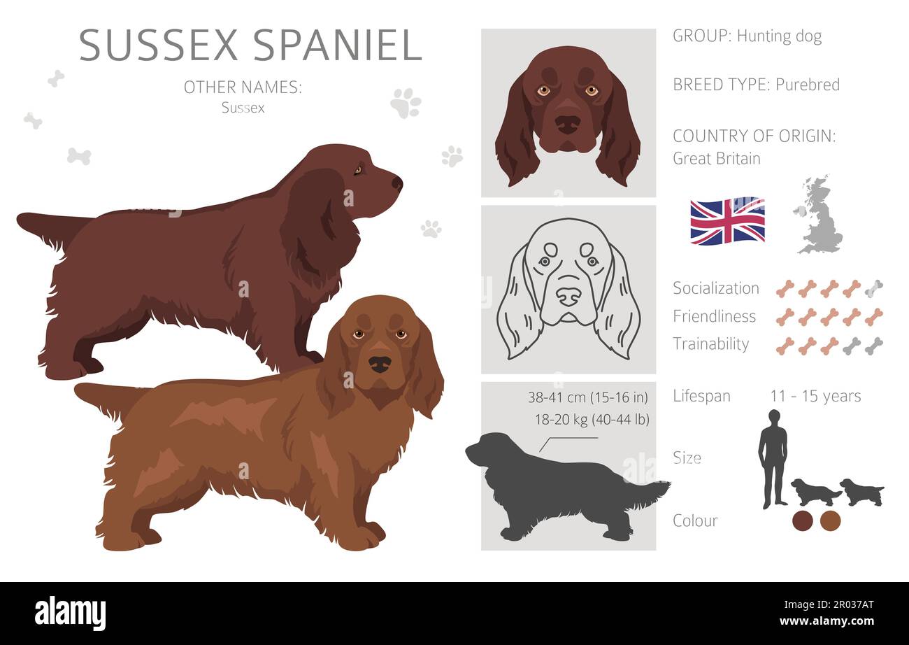 Sussex Spaniel Coat Colors Different Poses Clipart Vector Illustration Stock Vector Image