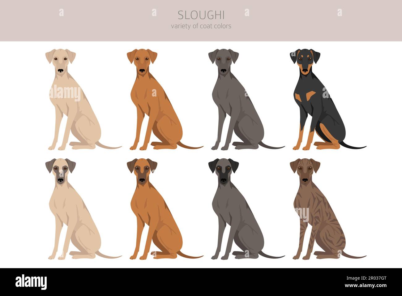 Sloughi coat colors, different poses clipart. Vector illustration Stock ...