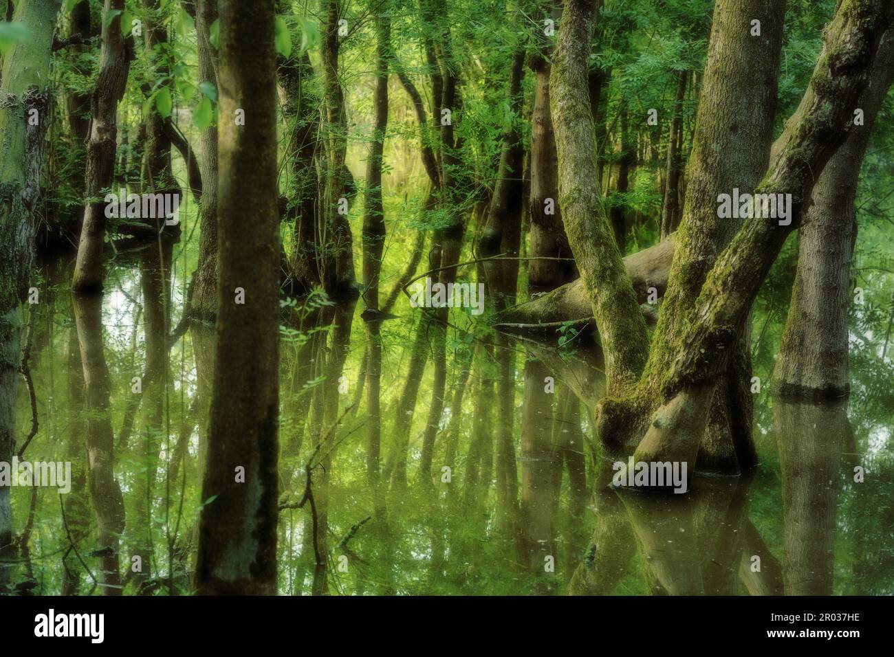 Oasis of Punte Alberete - freshwater wetland stretching for about 190 ...