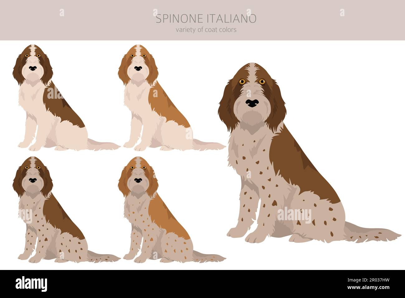 Spinone Italiano coat colors, different poses clipart. Vector ...