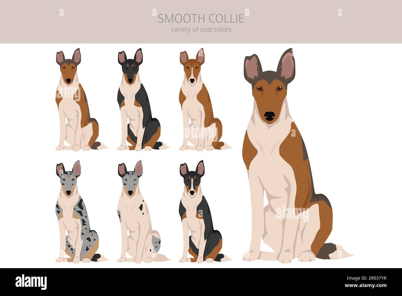 Smooth Collie coat colors, different poses clipart. Vector illustration ...