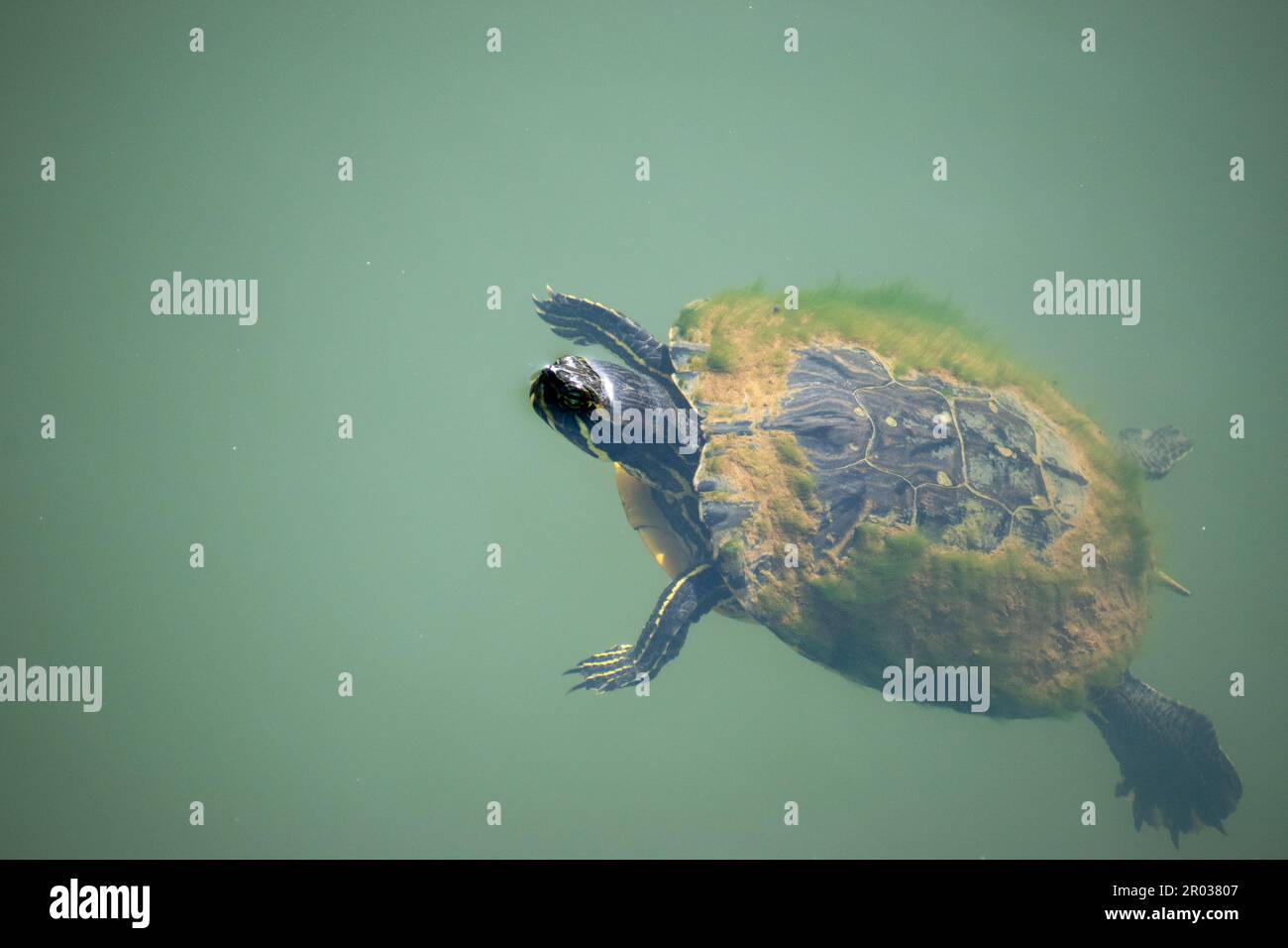 Turtle swimming ripples hi-res stock photography and images - Alamy