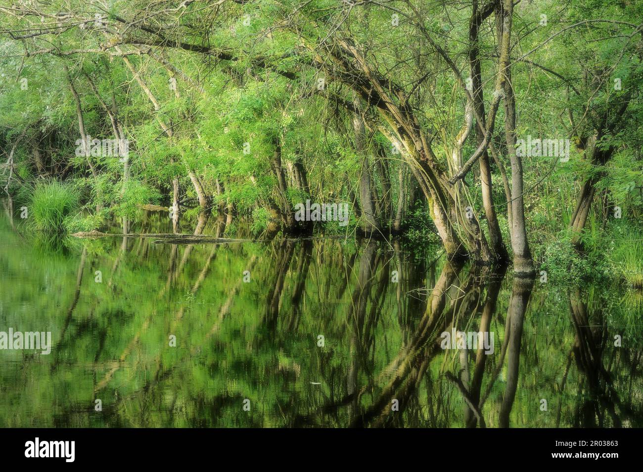 Oasis of Punte Alberete - freshwater wetland stretching for about 190 ...