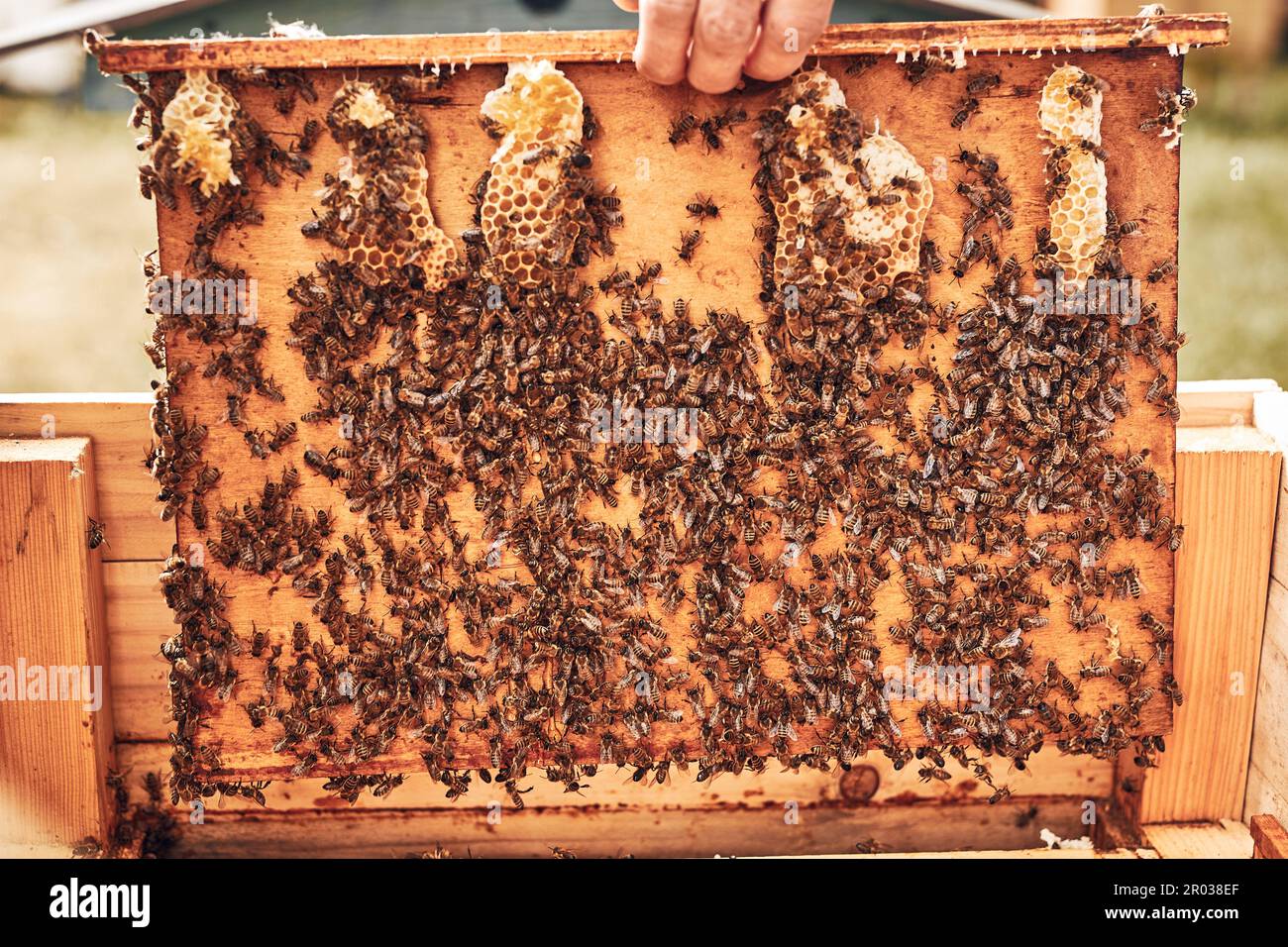 Beekeeper working in apiary. Drawing out the honeycomb from the hive ...