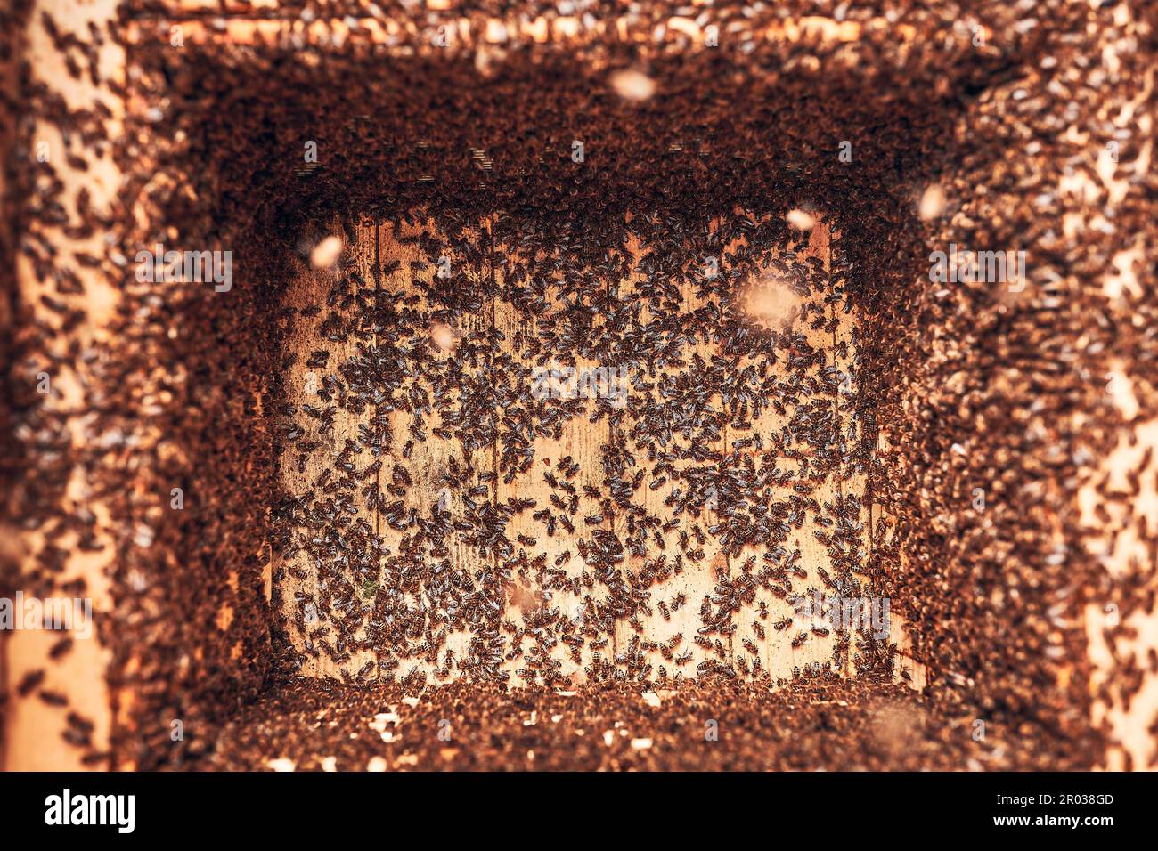 Inside bee hive hi-res stock photography and images - Alamy