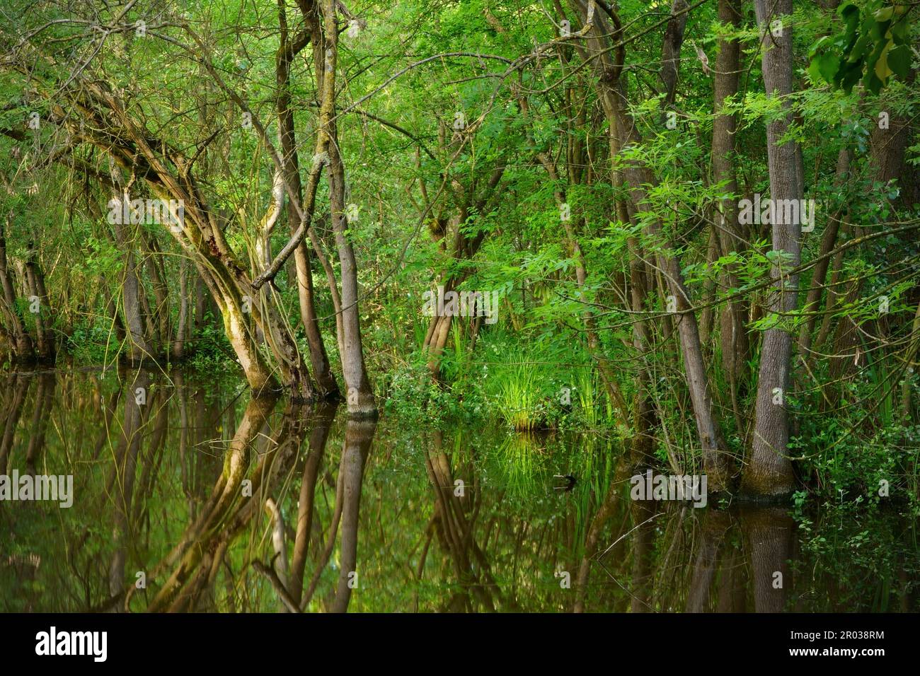 Oasis of Punte Alberete - freshwater wetland stretching for about 190 ...