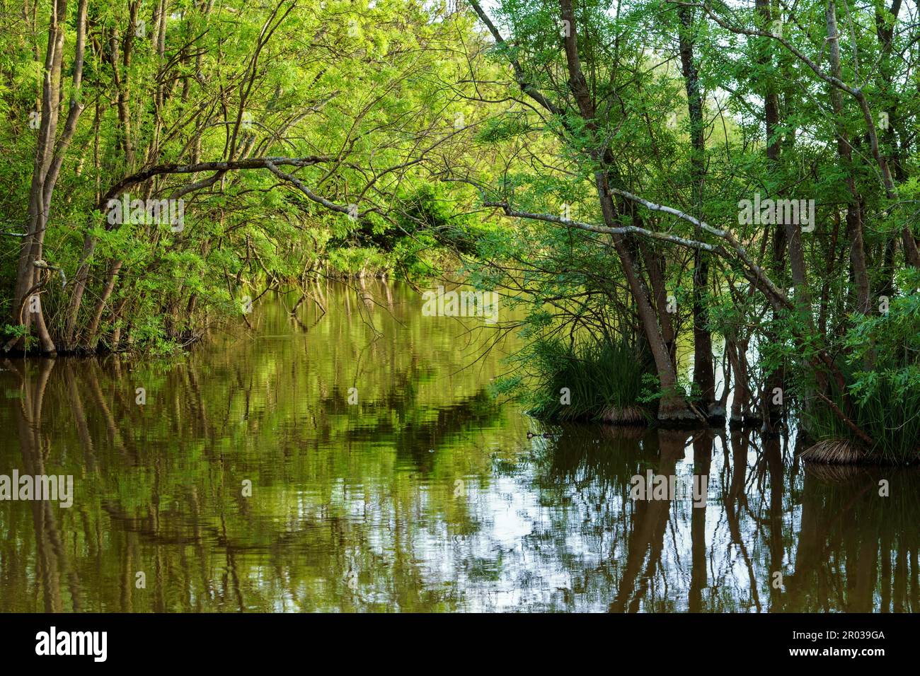 Oasis of Punte Alberete - freshwater wetland stretching for about 190 ...