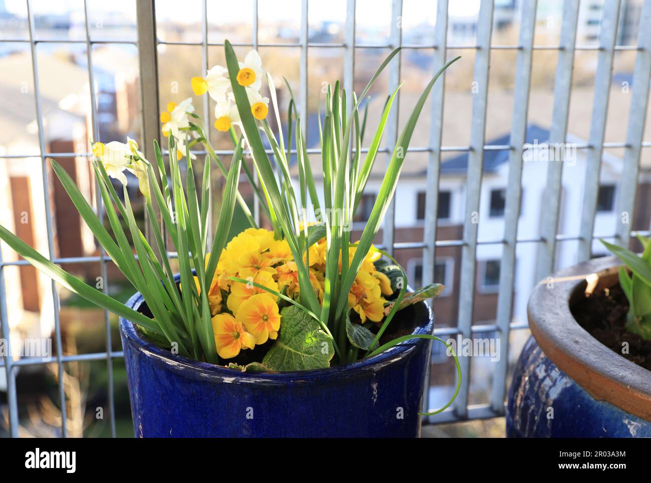 Spring flowers in containers on a London balcony, UK Stock Photo - Alamy