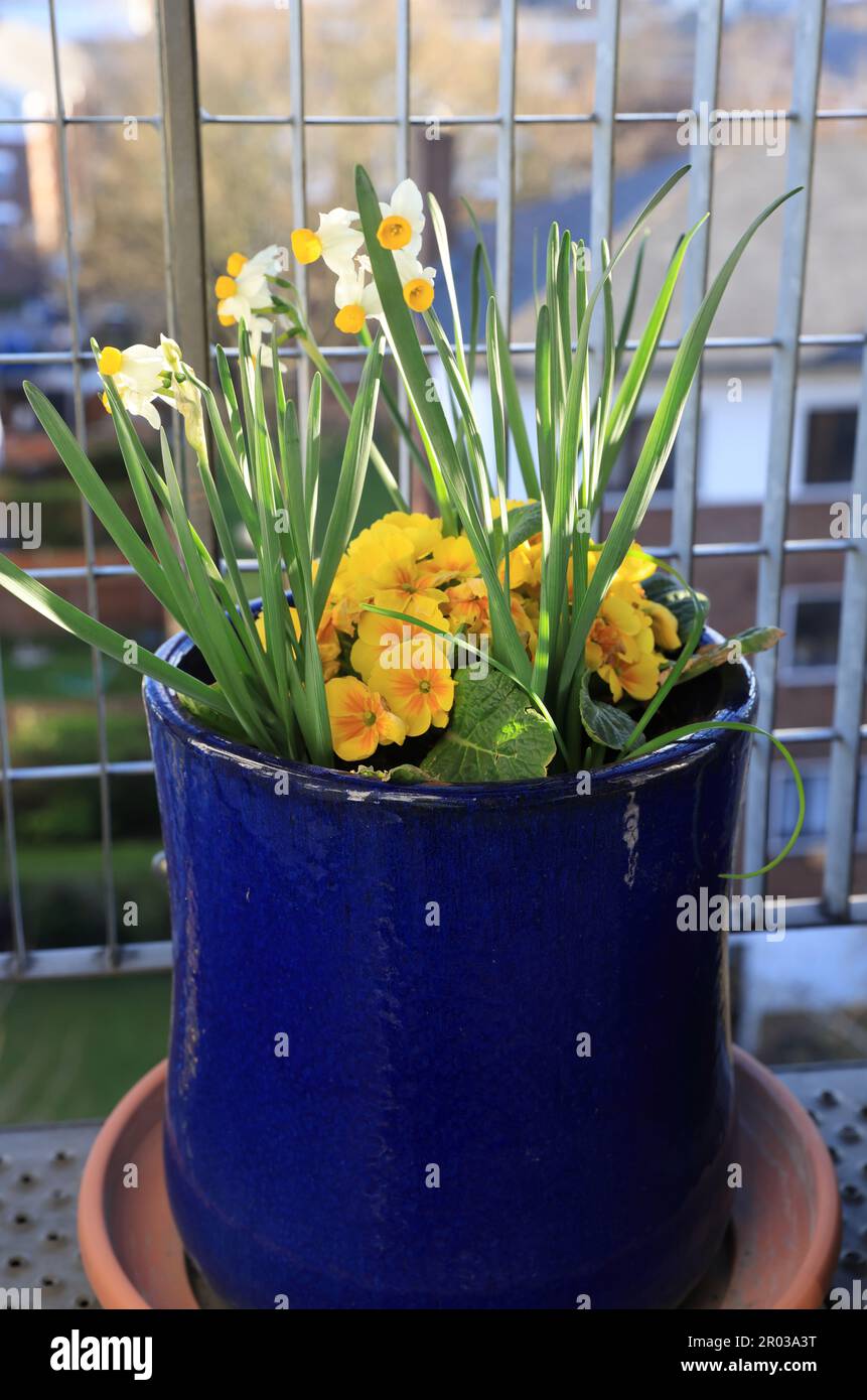 Spring flowers in containers on a London balcony, UK Stock Photo - Alamy