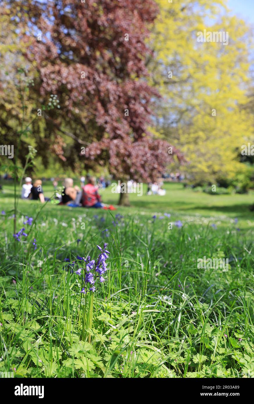 Spring sunshine for the early May Bank Holiday weekend, in St James's ...