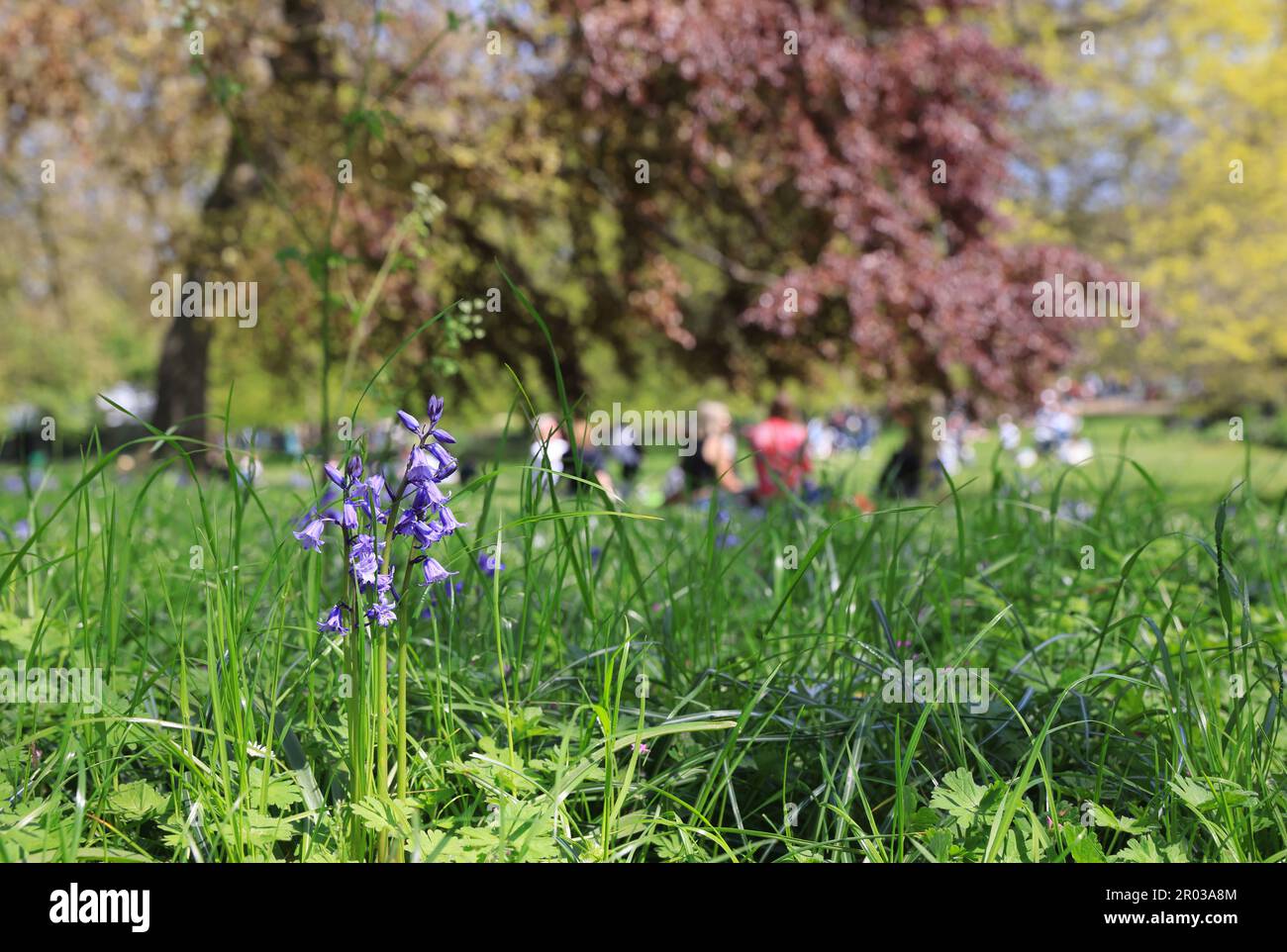 Spring sunshine for the early May Bank Holiday weekend, in St James's ...