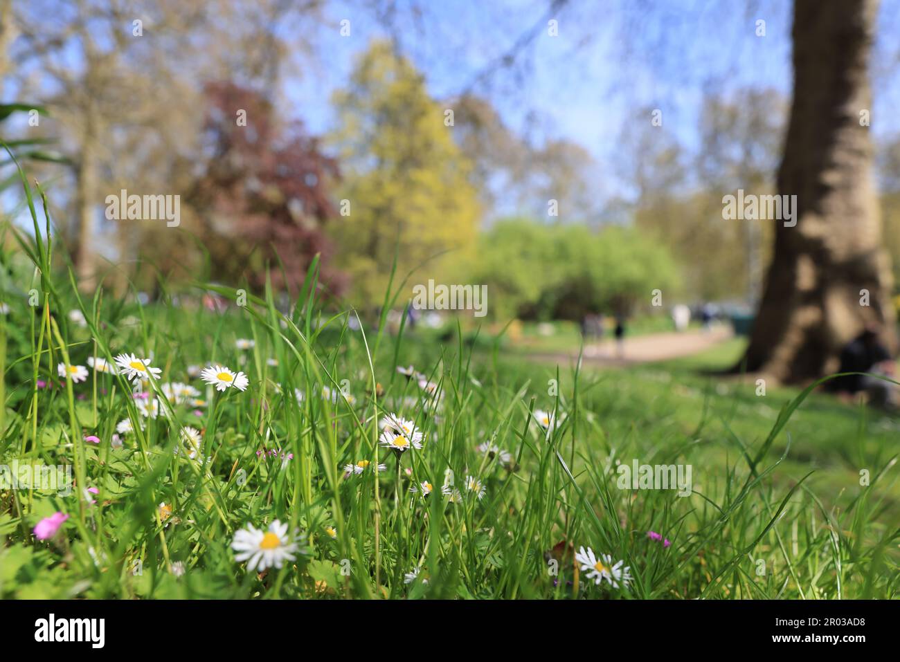 Spring sunshine for the early May Bank Holiday weekend, in St James's ...