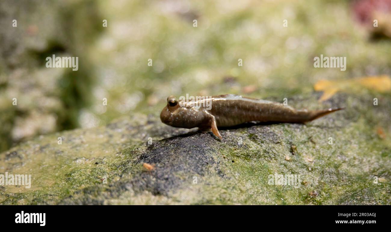 Mudskipper eating hi-res stock photography and images - Alamy